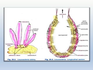 Leucosolenia Spicules Labeled