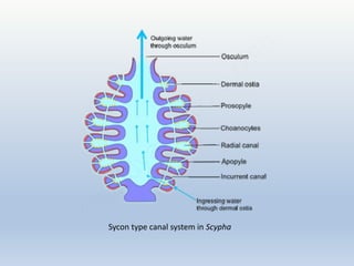 Canal system in sponges.pptx