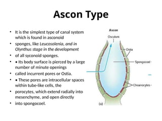 Canal System in Sponges ppt , ravishankar Jha.pptx