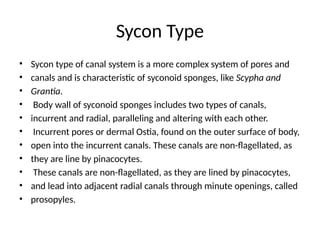 Canal System in Sponges ppt , ravishankar Jha.pptx
