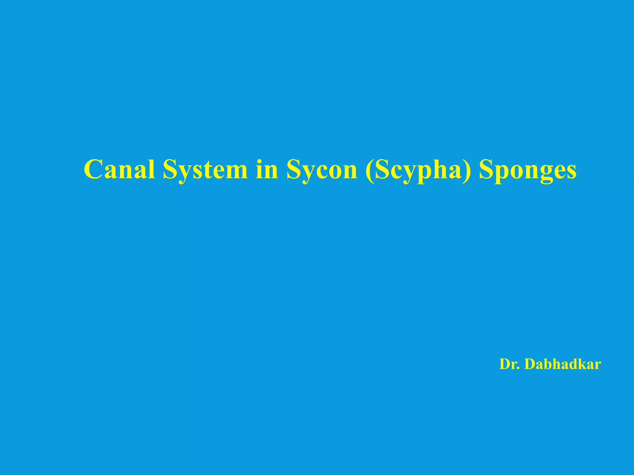 Canal system in sycon | PPTX