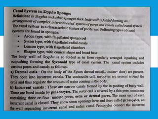 Canal system in sycon | PPTX