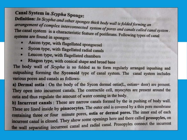 Canal system in sycon | PPTX