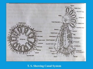 Sycon Diagram