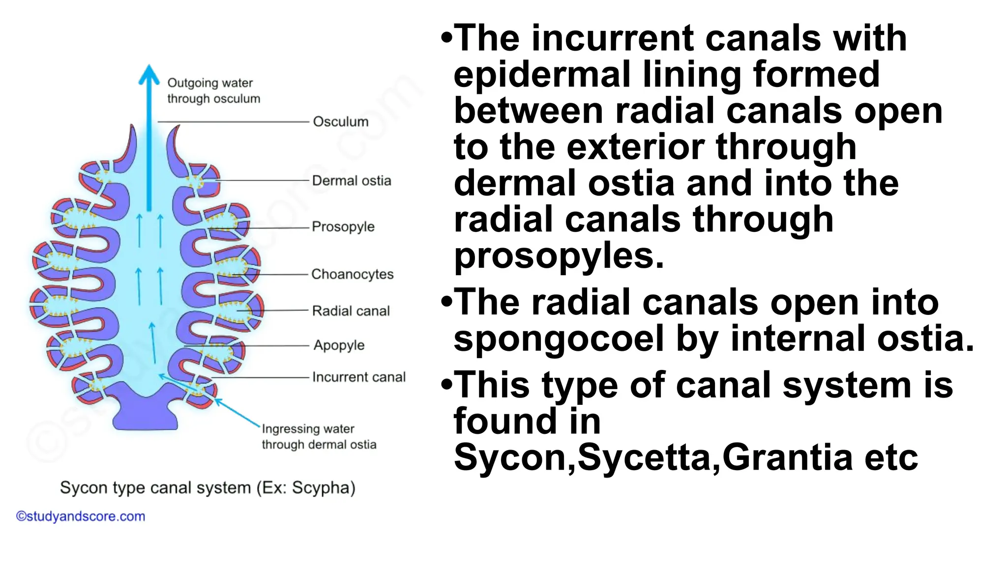 Canal system in vertebrateof sponge.pptx.pdf