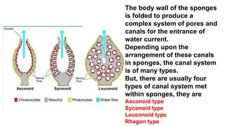 Canal system in vertebrateof sponge.pptx.pdf