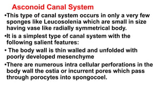 Canal system in vertebrateof sponge.pptx.pdf
