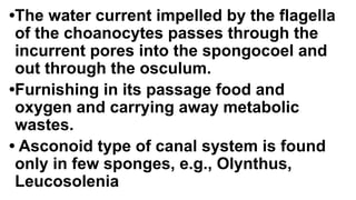 Canal system in vertebrateof sponge.pptx.pdf