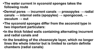 Canal system in vertebrateof sponge.pptx.pdf