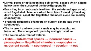Canal system in vertebrateof sponge.pptx.pdf