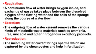 Canal system in vertebrateof sponge.pptx.pdf