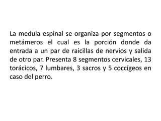 Canal Vertebral (UA Morfología Aplicada) | PPTX