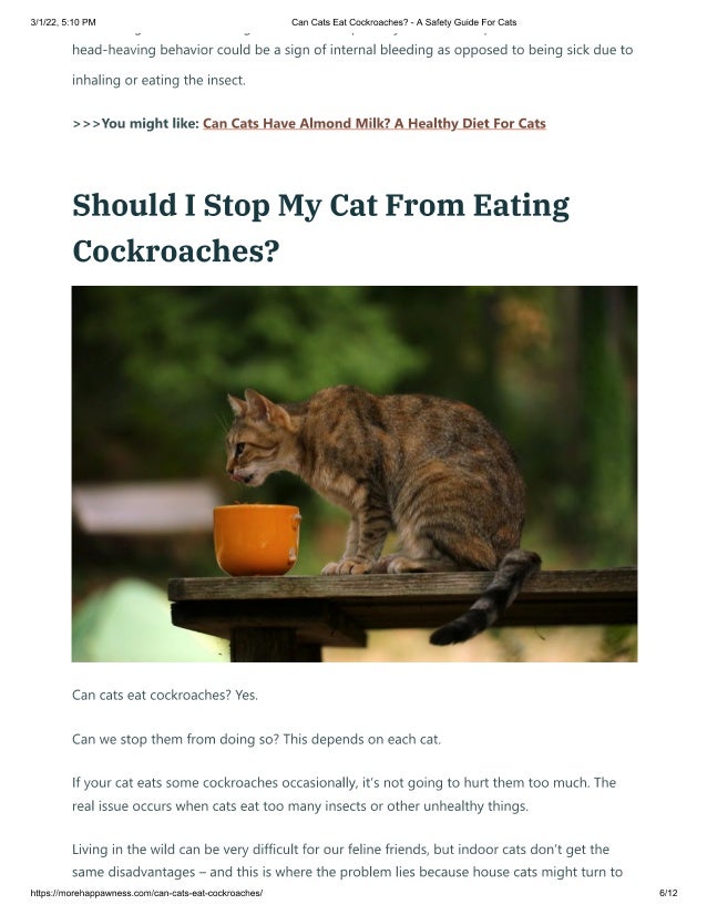 Can cats eat cockroaches - A safety guide for cats | PDF