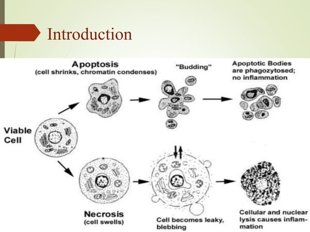 Introduction to Cancer " part one " | PPT
