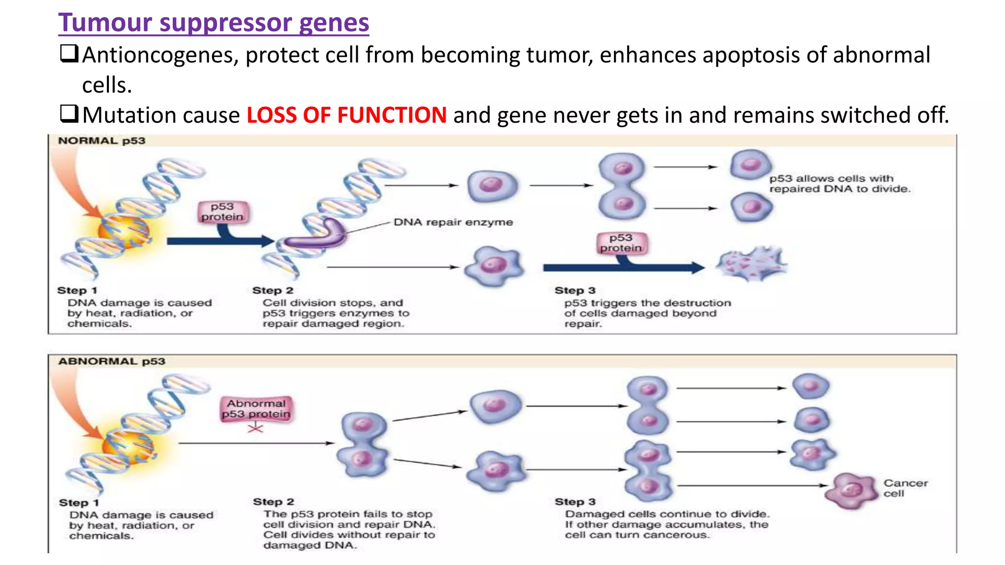 Molecular Genetics of Cancer | PPTX