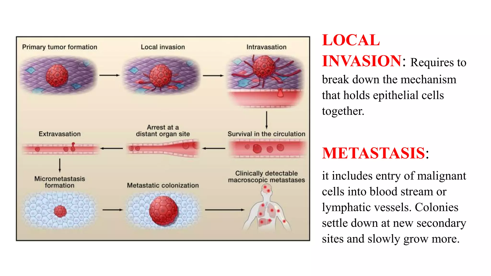 Molecular Genetics of Cancer | PPTX