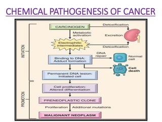 Cancer | PPT