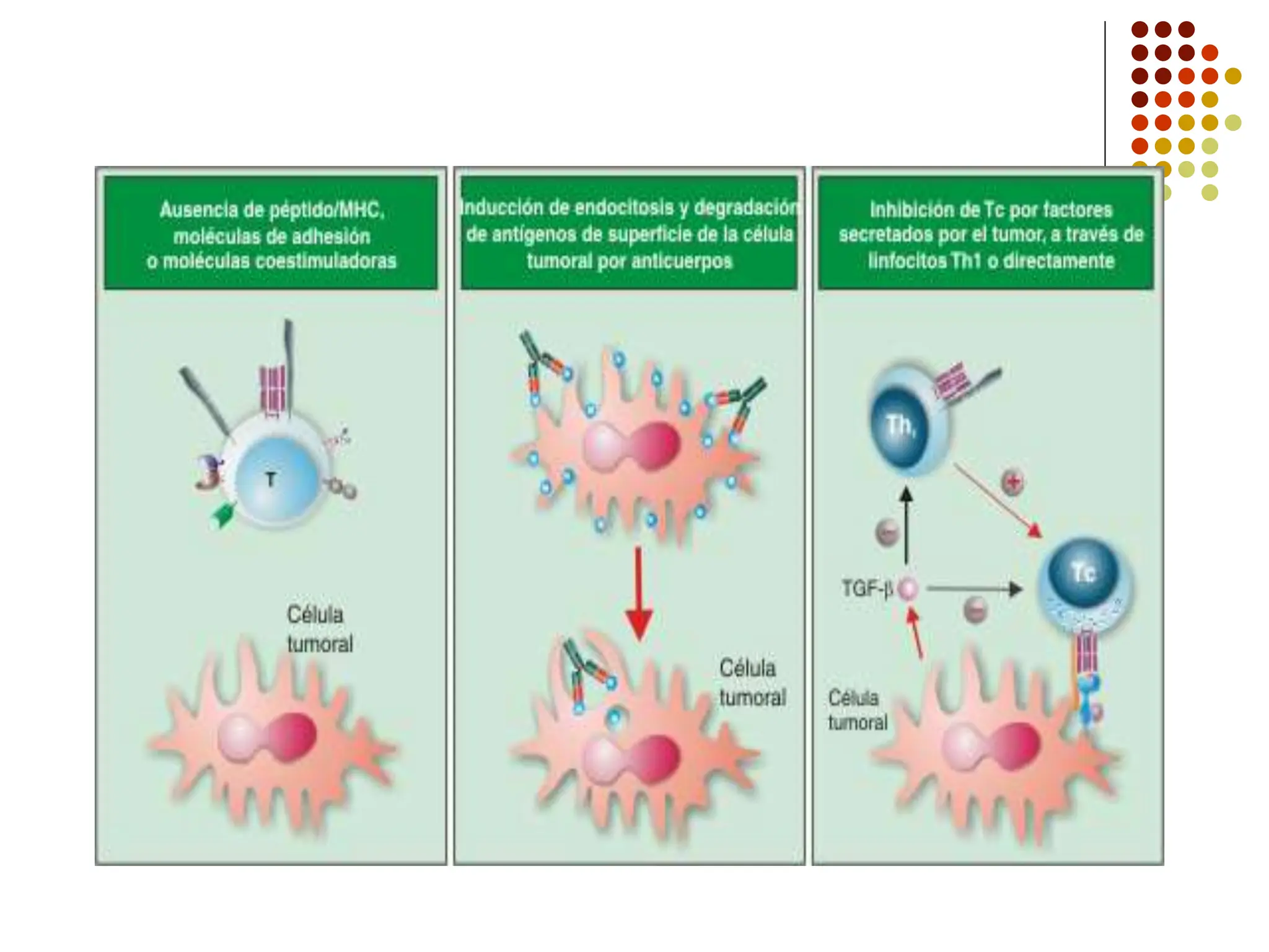 cancer.pptImportancia de la Nutrición en Personas con VIH ...
