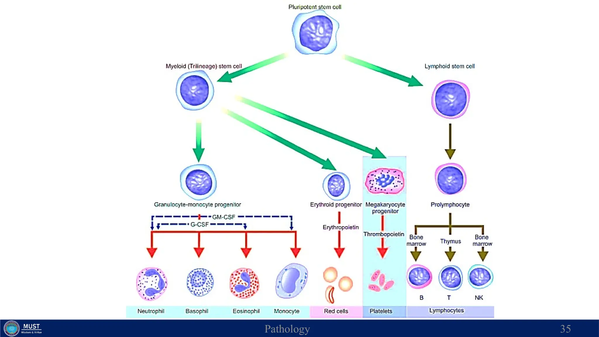 Pathalogy , introduction , types and treatment of cancer | PPT