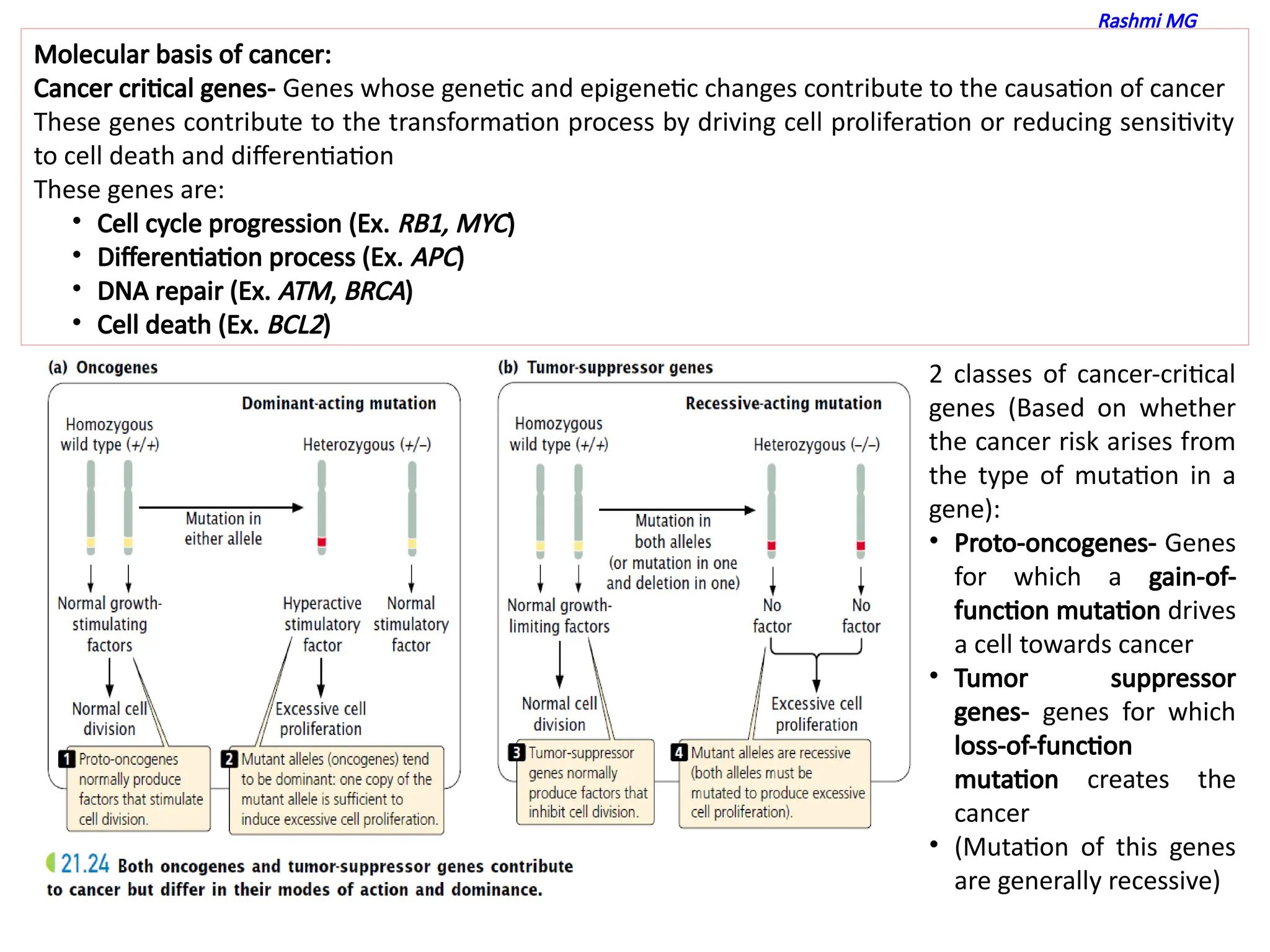 Cancer Biology (Introduction, features of cancer cells, properties of ...