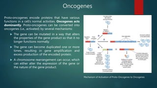 Cancer (Concept of oncogenes and tumor suppressor genes with special ...