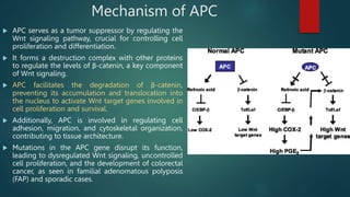 Cancer (Concept of oncogenes and tumor suppressor genes with special ...