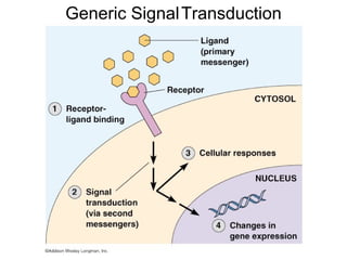 Signal Transduction Pathway Cancer