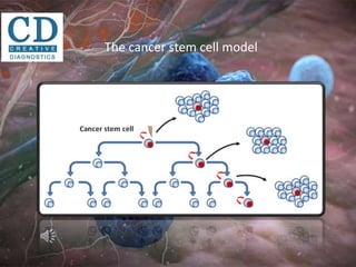 Cancer stem-cells-creative-diagnostics | PPTX