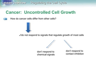 Regulating the Cell Cycle | PPT