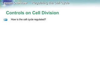 Regulating the Cell Cycle | PPT | Cancer | Diseases and Conditions
