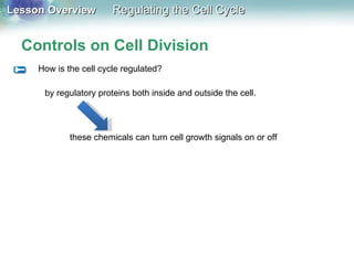 Regulating the Cell Cycle | PPT | Cancer | Diseases and Conditions