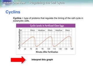 Regulating the Cell Cycle | PPT | Cancer | Diseases and Conditions