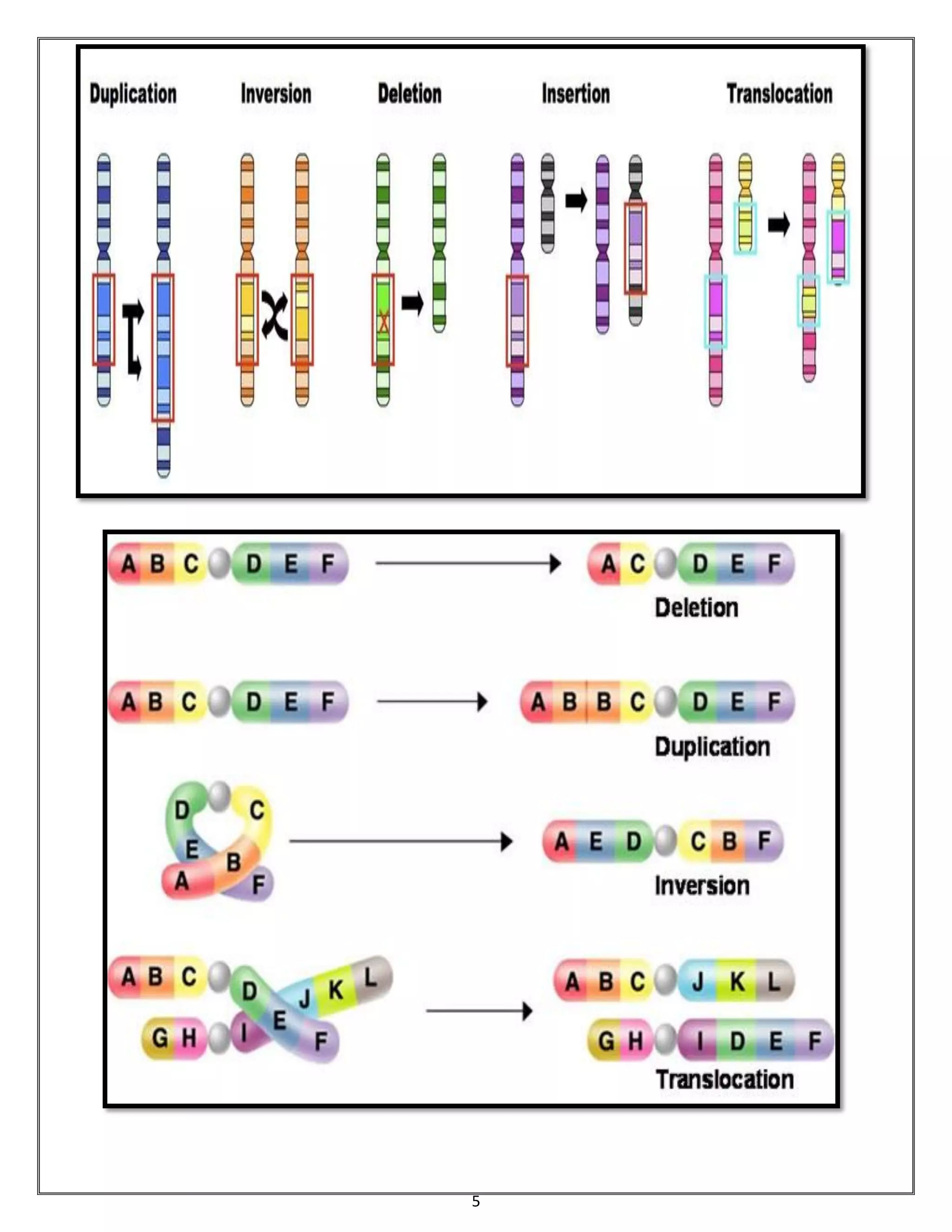 Gene mutation & Chromosomal Mutations | PDF