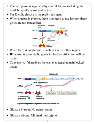 Gene mutation & Chromosomal Mutations | PDF