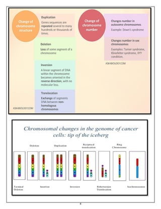 Chromosomal Mutations Chart