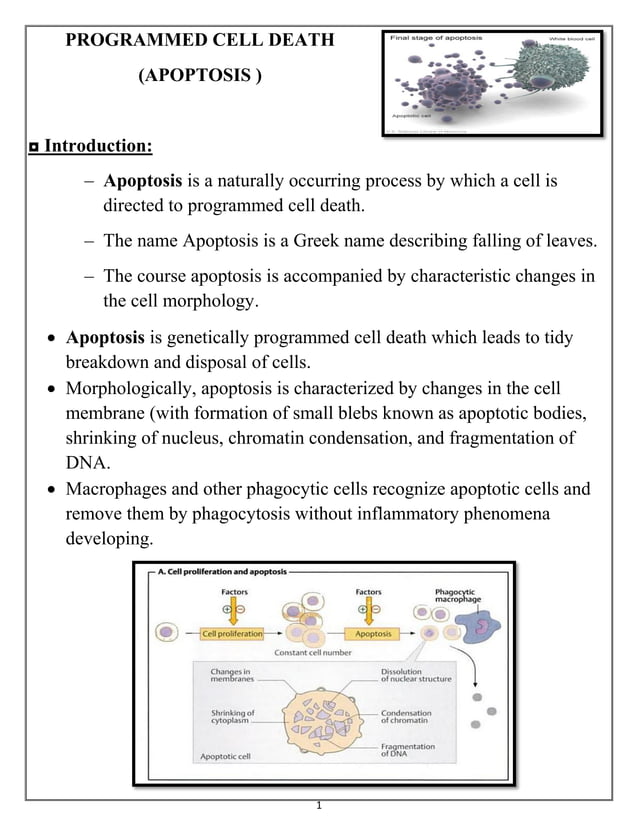 PROGRAMMED CELL DEATH (APOPTOSIS ) | PDF