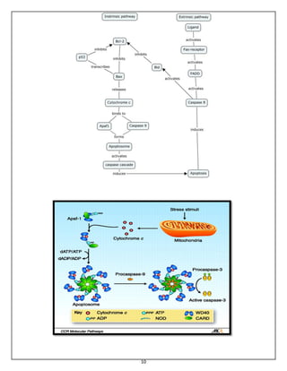 PROGRAMMED CELL DEATH (APOPTOSIS ) | PDF