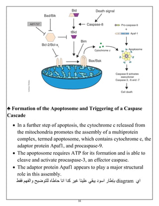 PROGRAMMED CELL DEATH (APOPTOSIS ) | PDF