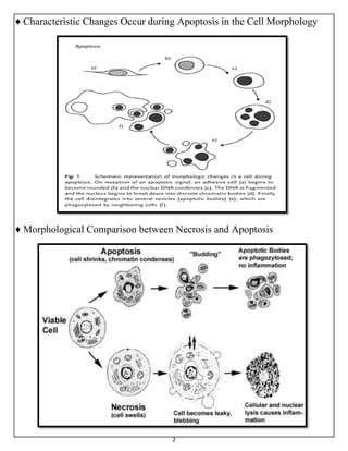 PROGRAMMED CELL DEATH (APOPTOSIS ) | PDF
