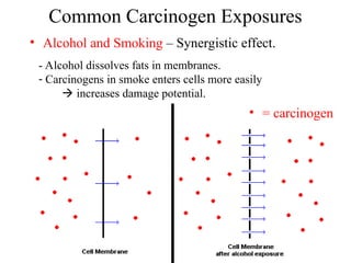 Cancer and Carcinogens: Its development and mechanisms.ppt