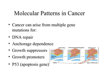 Cancer and Carcinogens: Its development and mechanisms.ppt