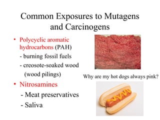 Cancer_and_Carcinogens ppt presentation.ppt