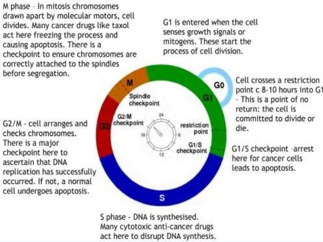 Cancer and cell cycle