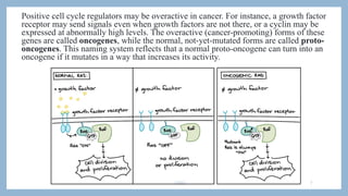 Cancer and cell cycle, how they play a part in it | PPT