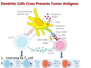 Cancer and the Immune System | PPTX