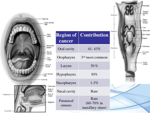 Cancer of head & neck - basics