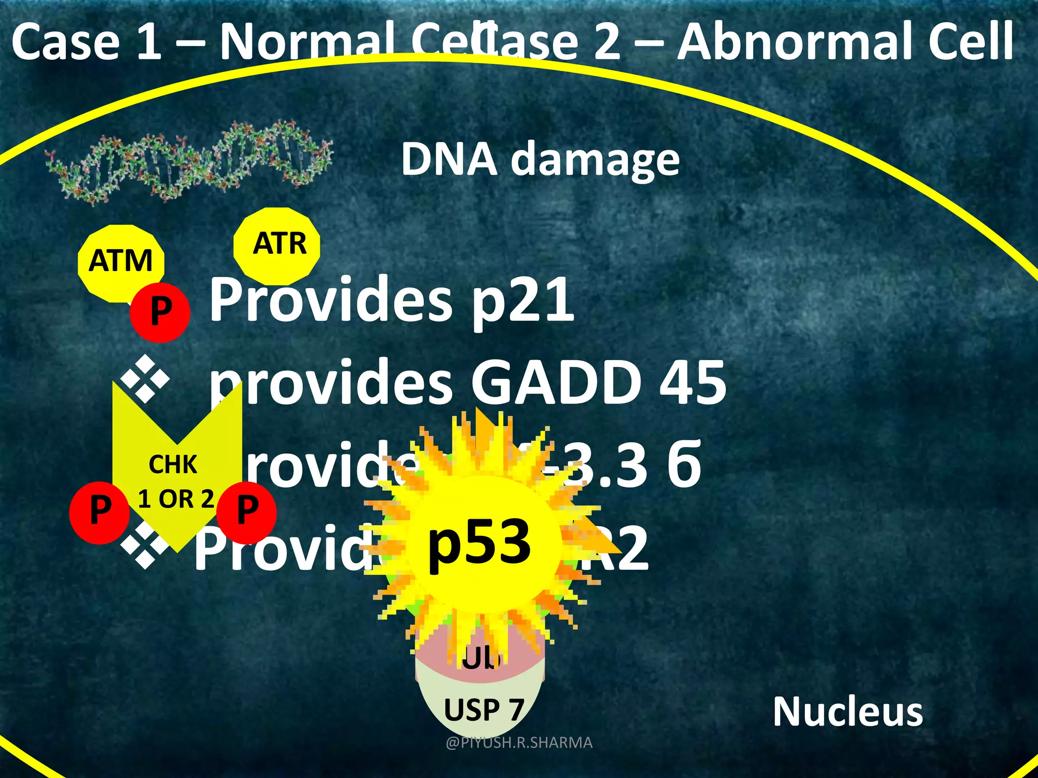 Cancer biology (Protein-53 Tumor suppressor gene) | PPT