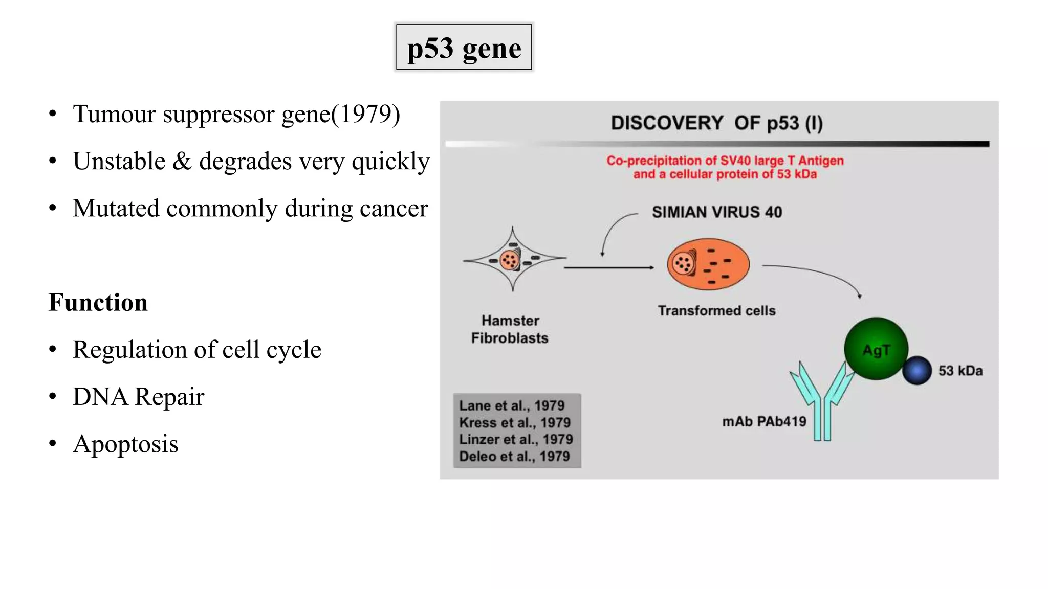 p53 gene | PPT