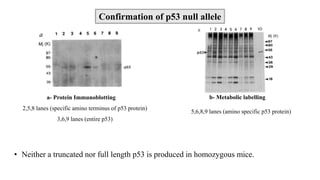 p53 gene | PPTX