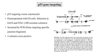 p53 gene | PPTX